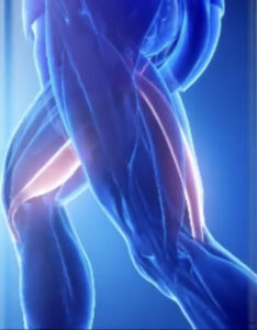Hamstring Cramps And How To Prevent Them And Keep Training