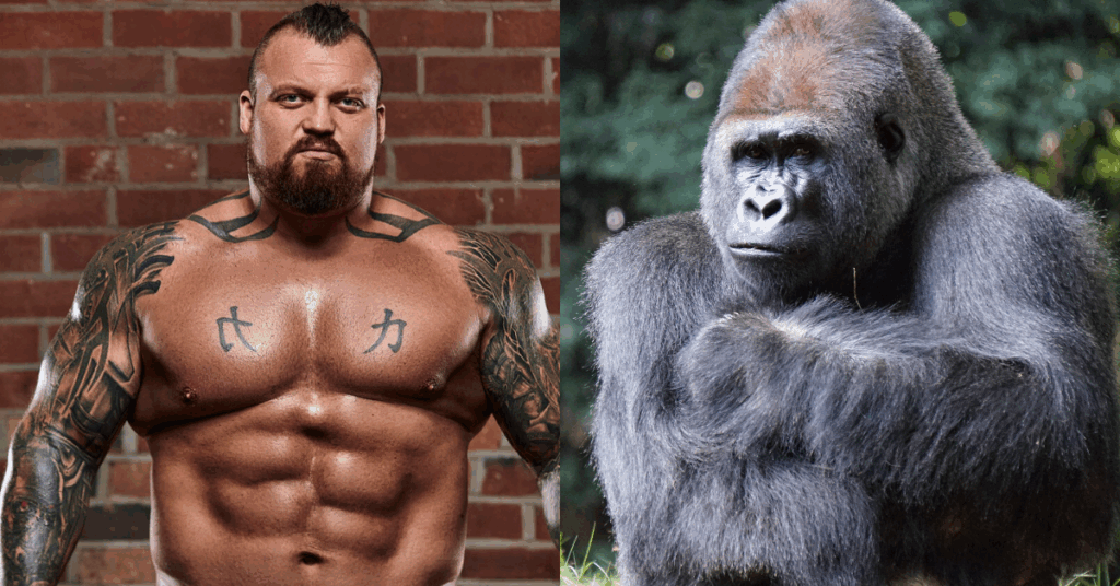 Prime Eddie Hall Vs. Silverback Gorilla: The Viral Showdown No One ...