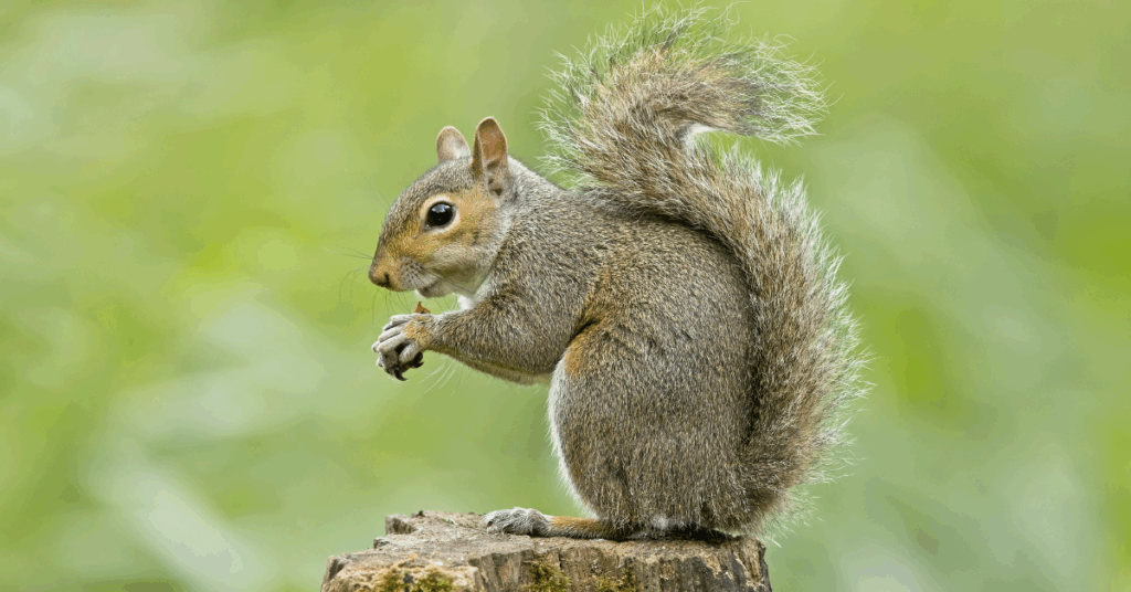Squirrel Meat 101: How To Grill Squirrel For A Backyard Feast - Corey ...